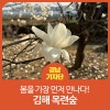 경남 김해 김해 랜선 여행 김해 목련숲에서 봄을 가장 먼저 만나다 네이버 블로그